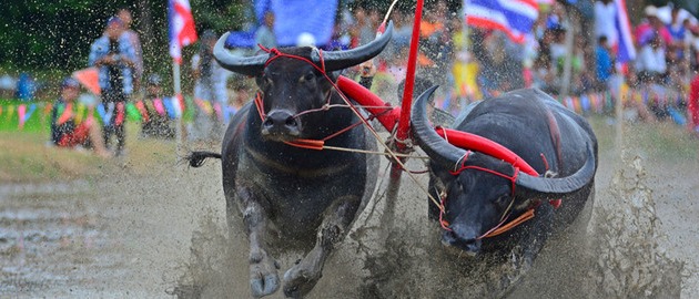 Chonburi Buffalo Racing Festival 2024 - TAGTHAi